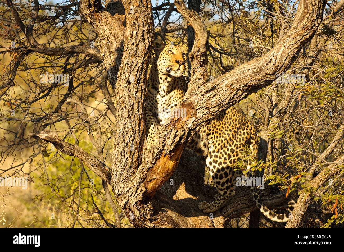 A leopard climbing in a mopane tree. The leopard had a piece of meet up ...