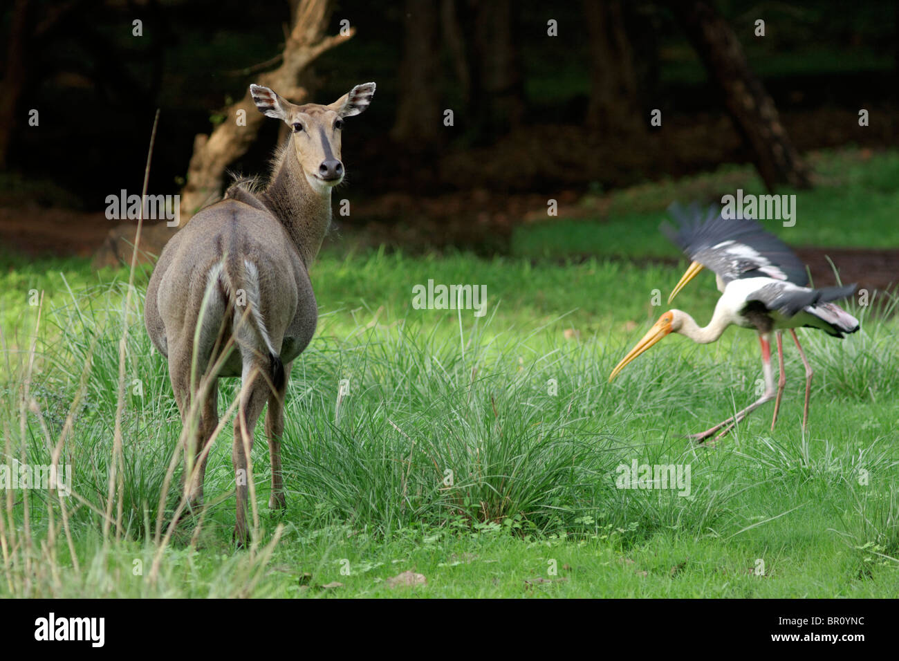 Indian blue bull hi-res stock photography and images - Alamy