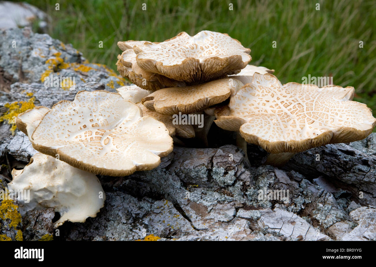 Fungi Growing in Woodland Stock Photo - Alamy