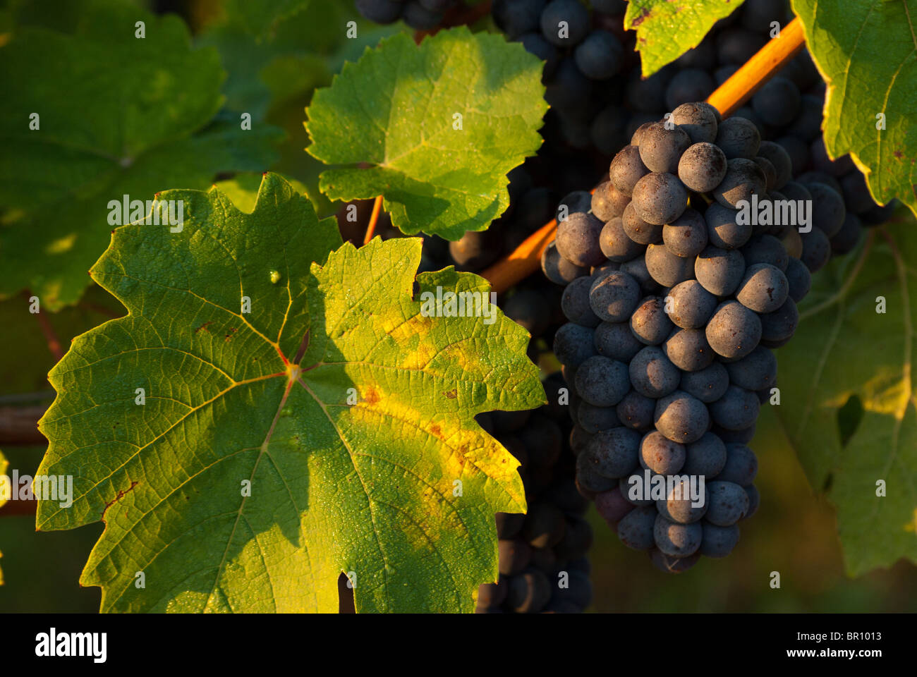 Grapes and leaf of vineyard Stock Photo - Alamy