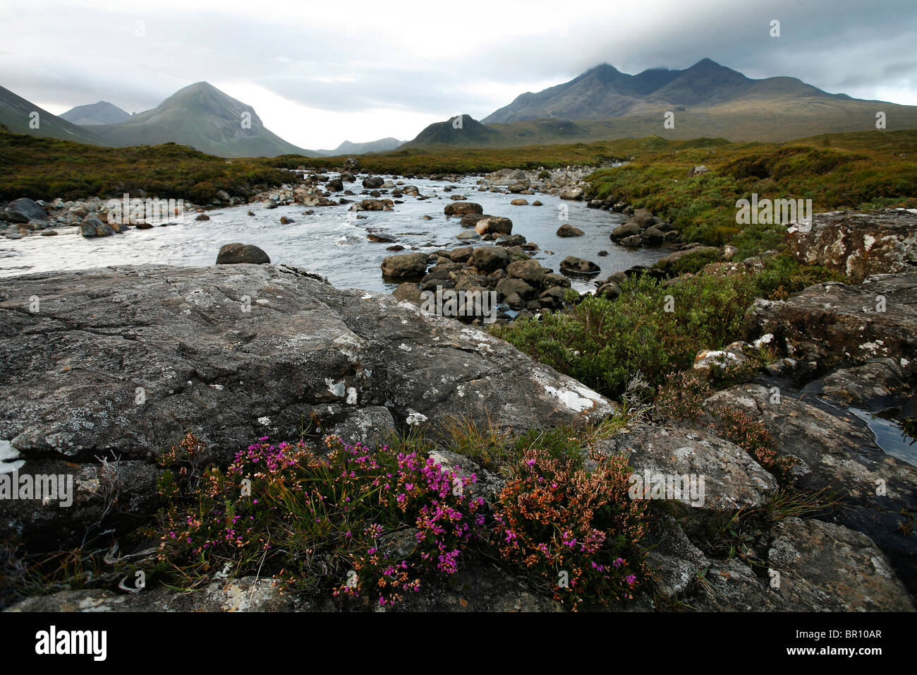 Heather, mountain stream and Sgurr Nan Gillean, Isle of Skye, Scotland ...