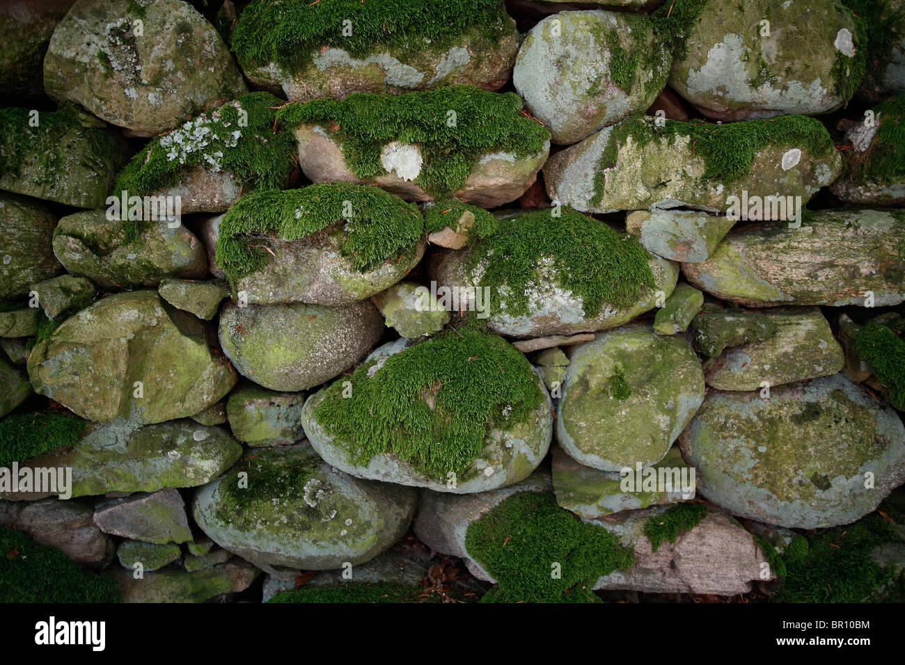 Mossy Stonewall at Clava Cairns, Scotland Stock Photo - Alamy