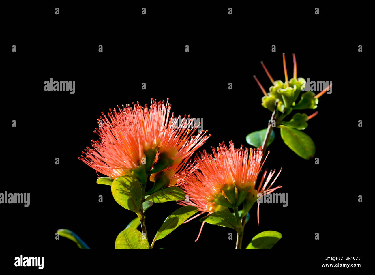 Metrosideros sp hi-res stock photography and images - Alamy