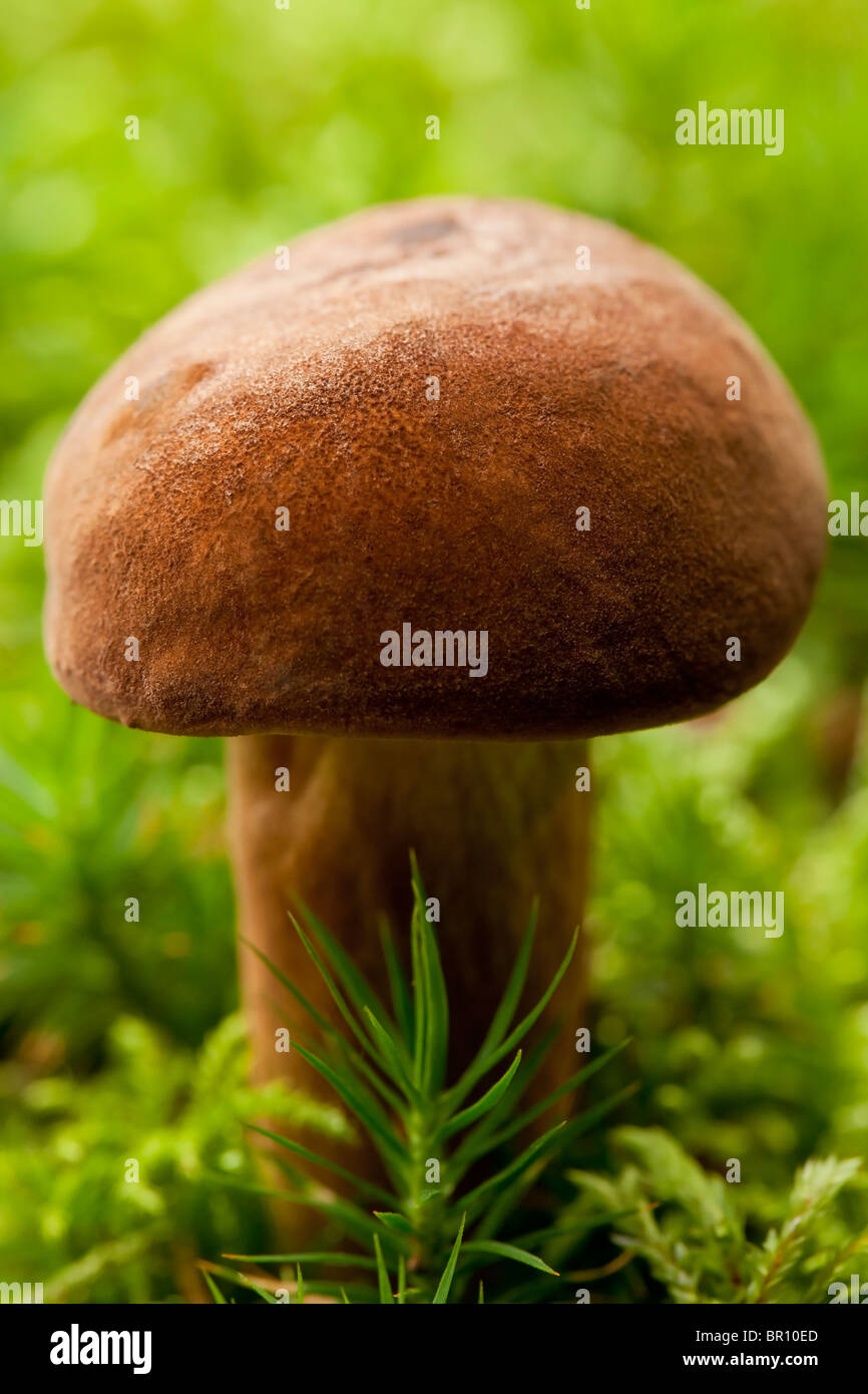 Bay Bolete mushroom (Boletus Badius Stock Photo - Alamy