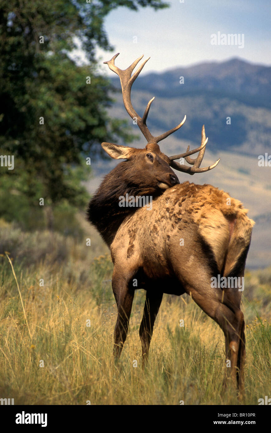 Elk scratches his back, Yellowstone National Park, Wyoming Stock Photo ...
