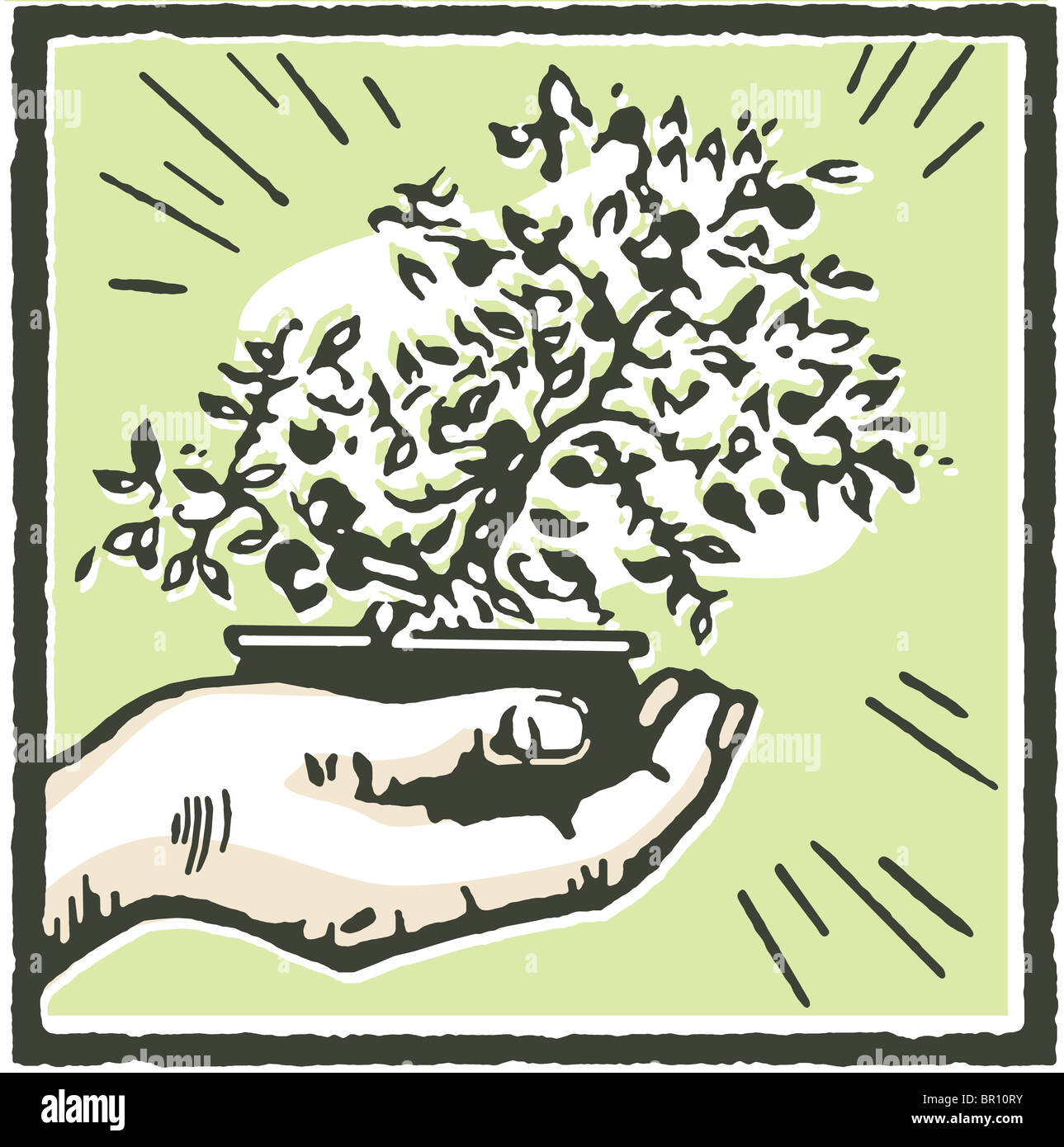 A print of a hand holding a Bonsai tree Stock Photo - Alamy