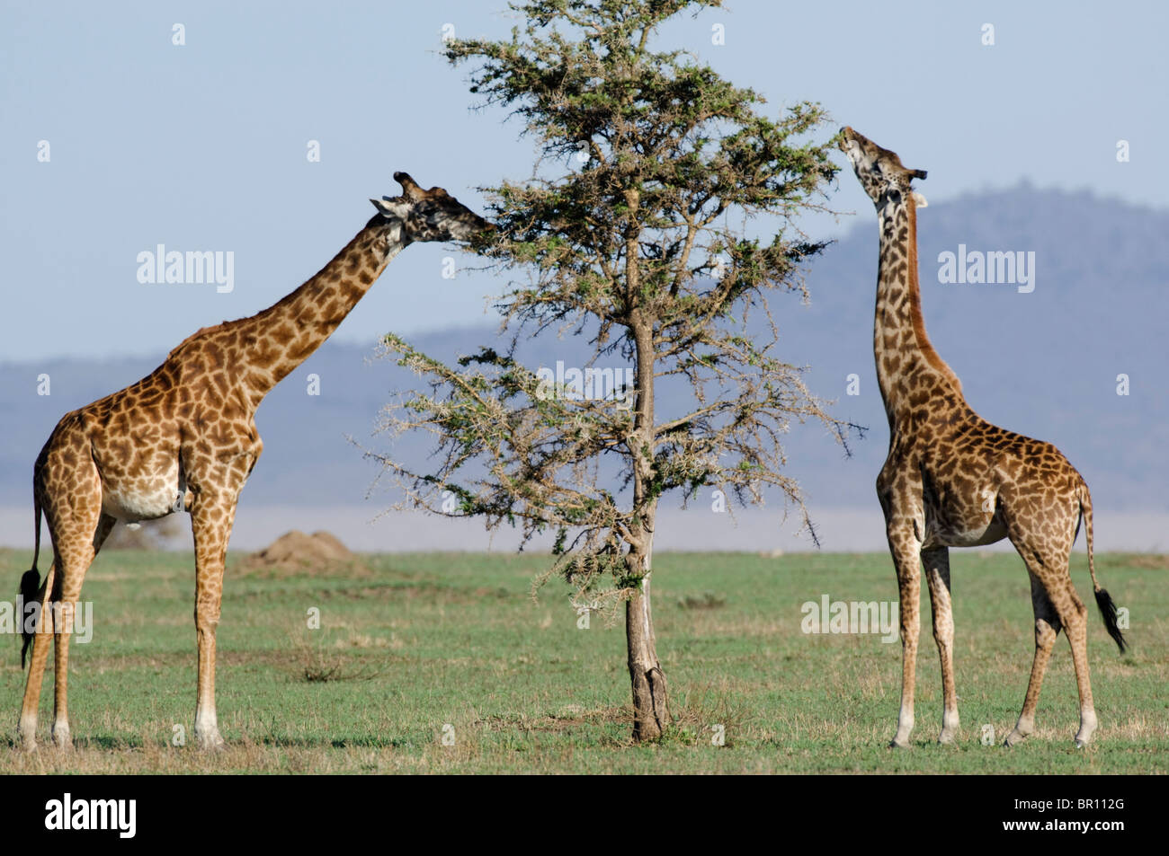 Serengeti national park hi-res stock photography and images - Alamy