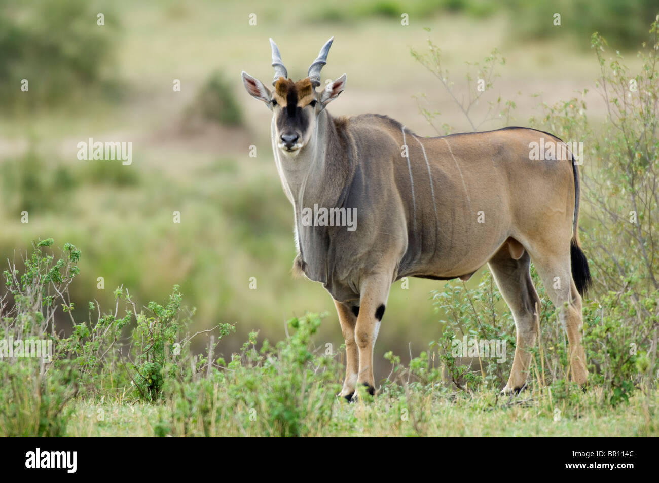 Common eland (Tragelaphus oryx), Serengeti National Park, Tanzania ...