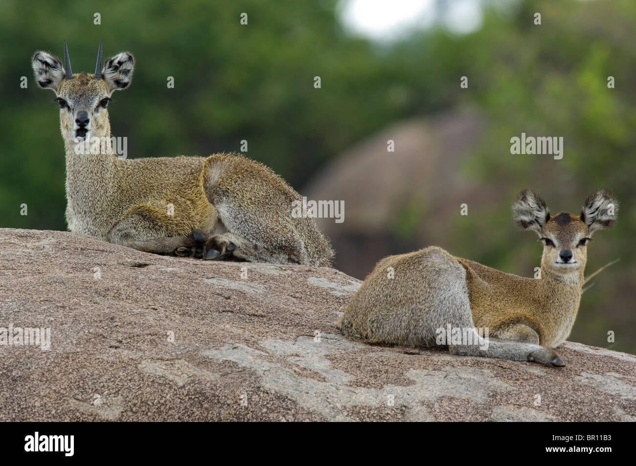 Klipspringer (Oreotragus oreotragus), Serengeti National Park, Tanzania ...