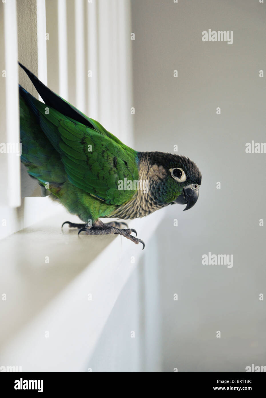 Killer parrot hi-res stock photography and images - Alamy