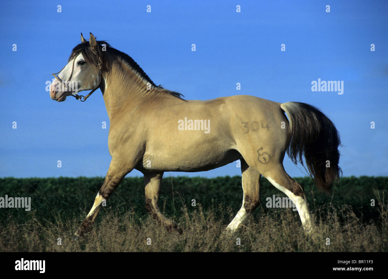 Criollo equus ferus caballus stallion hi-res stock photography and ...