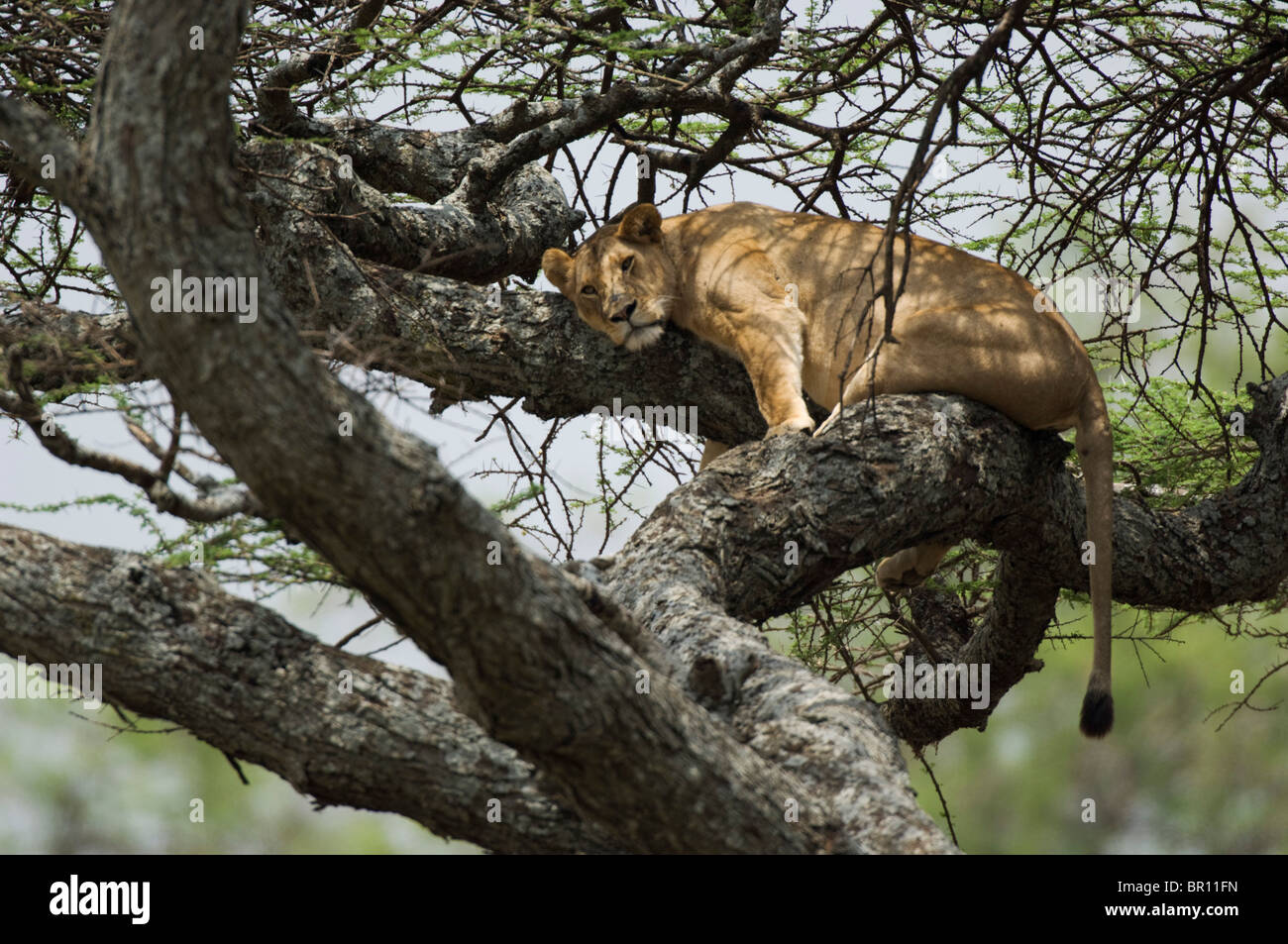 Tree climbing lion hi-res stock photography and images - Alamy
