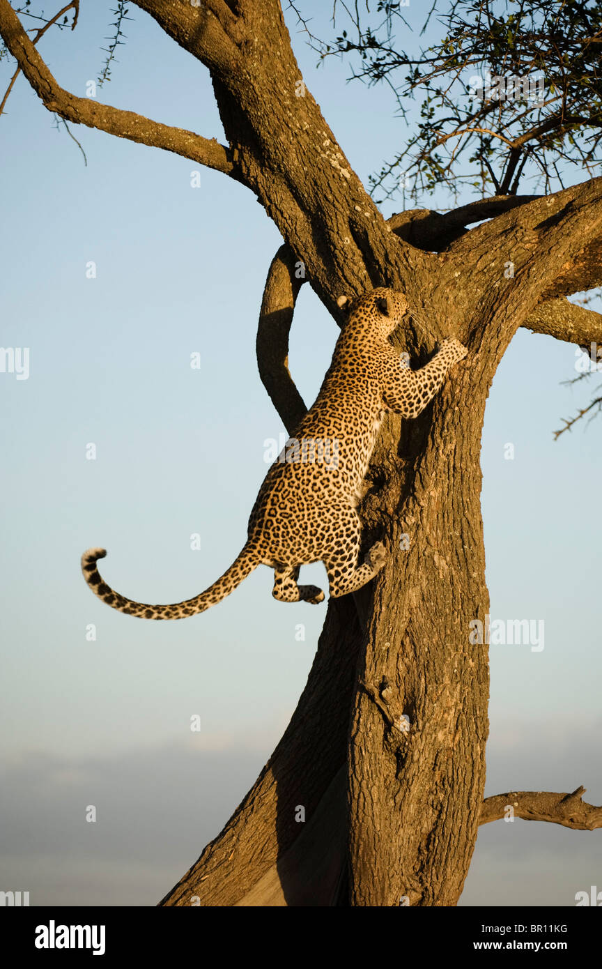 Leopard climbing a tree (Panthera pardus), Serengeti National Park ...