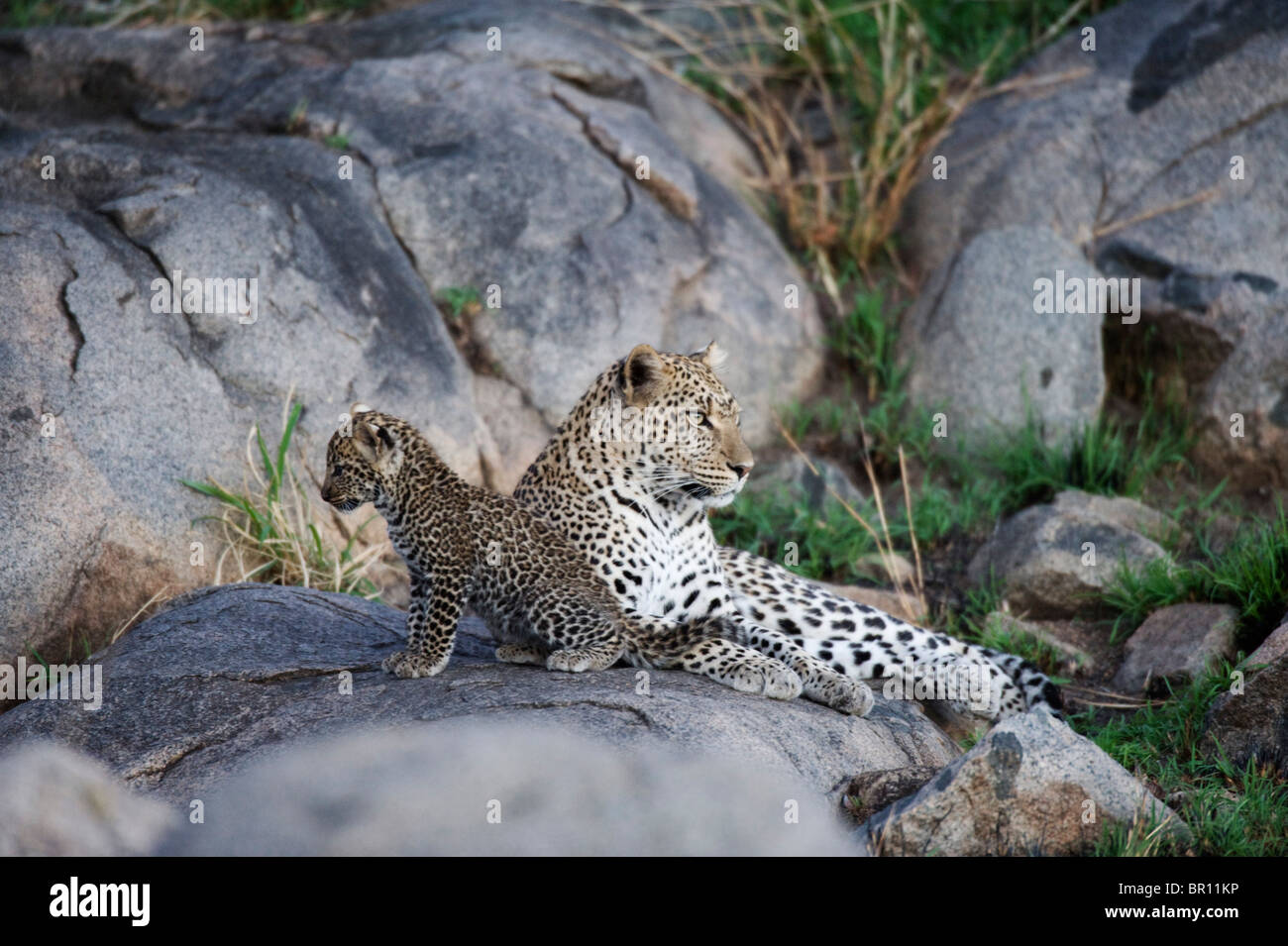 African leopard cub hi-res stock photography and images - Alamy