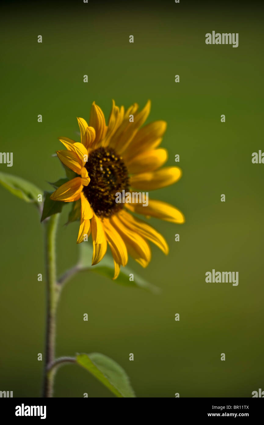 sunflower in warm afternoon light Stock Photo - Alamy