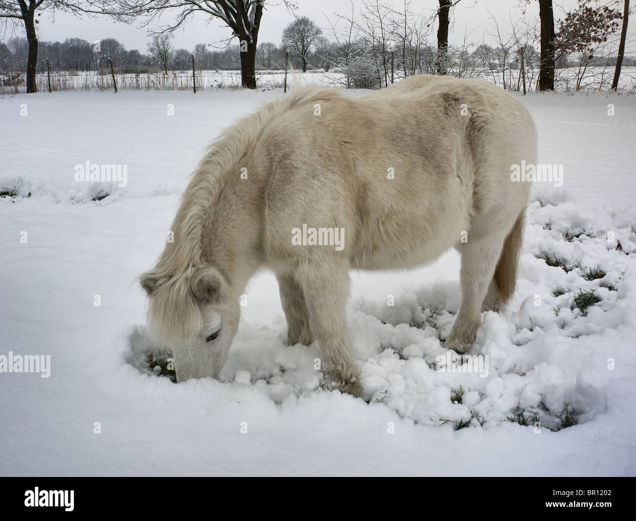 Grey shetland pony hi-res stock photography and images - Alamy