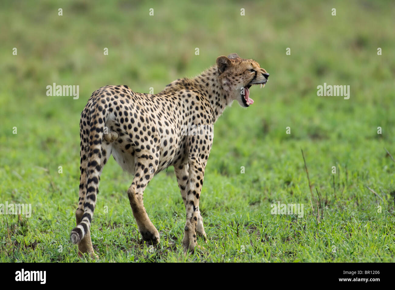 Serengeti national park cheetah hi-res stock photography and images - Alamy