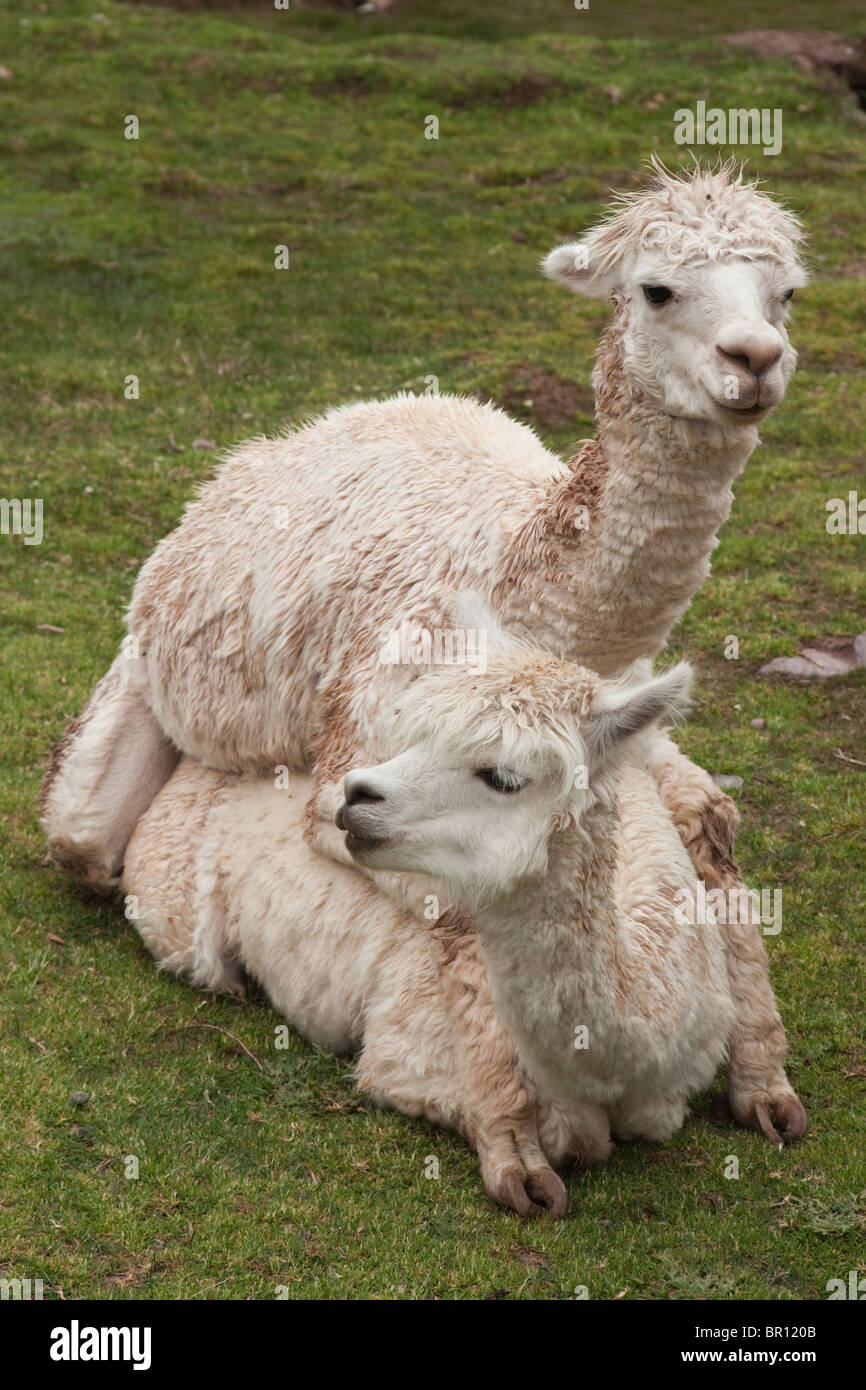 Two alpacas mating, Sanctuario Animal de Cochahuasi Stock Photo - Alamy
