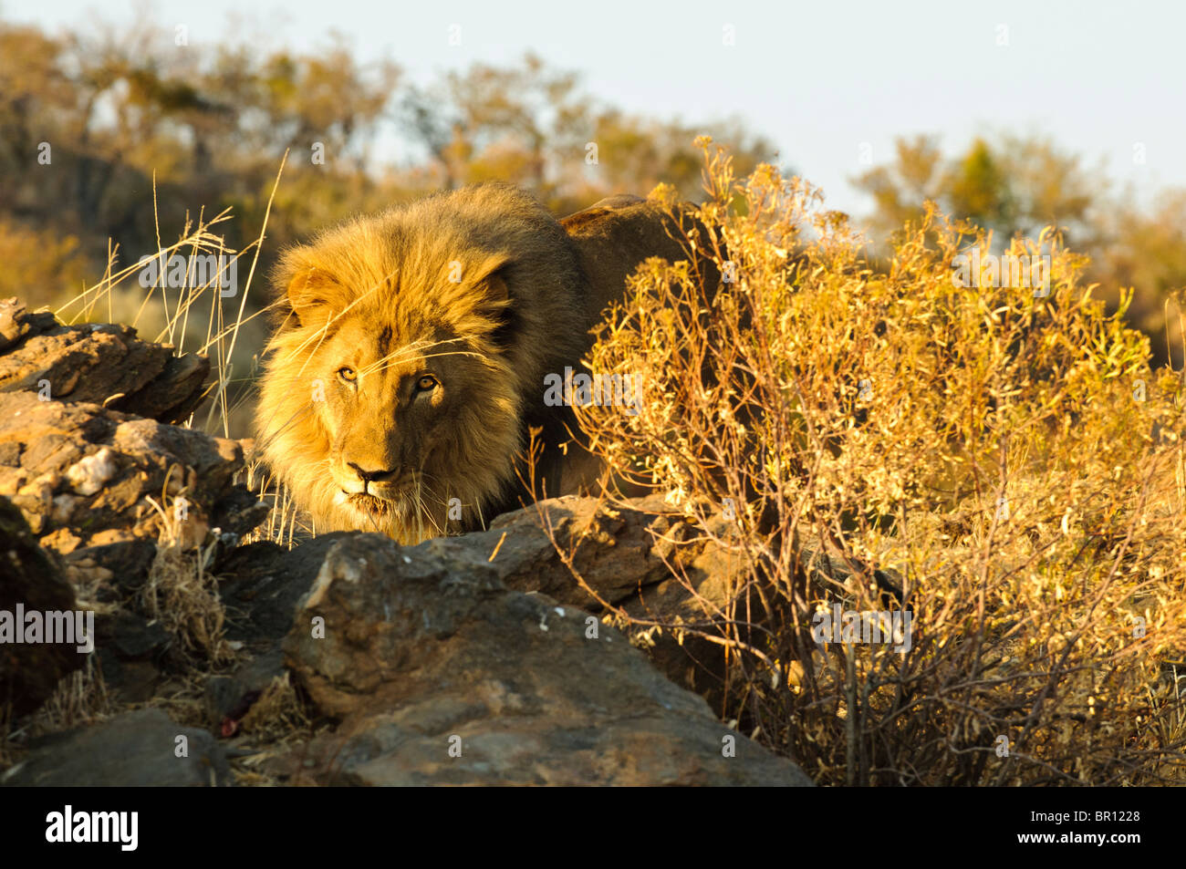 A lion walking through the bush in namibia. Image captured on a lodge ...