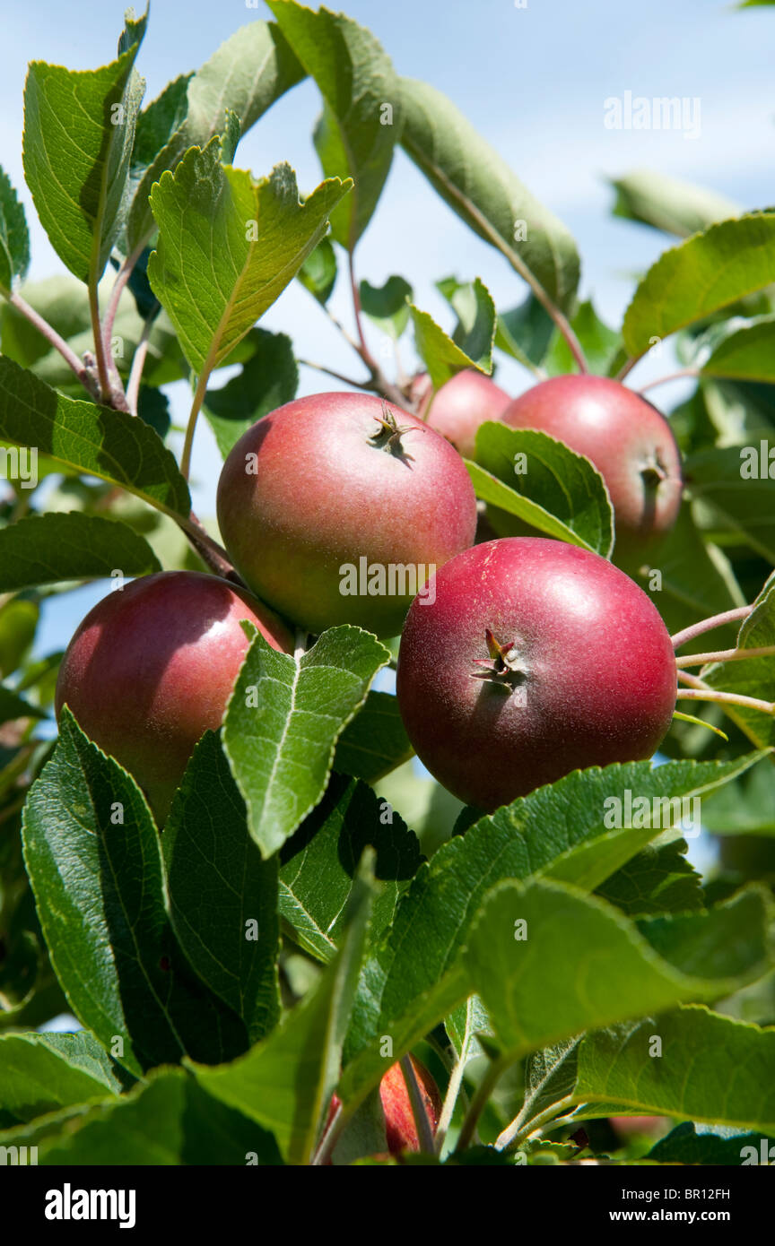 Red apples ripening on an apple tree in England Stock Photo - Alamy