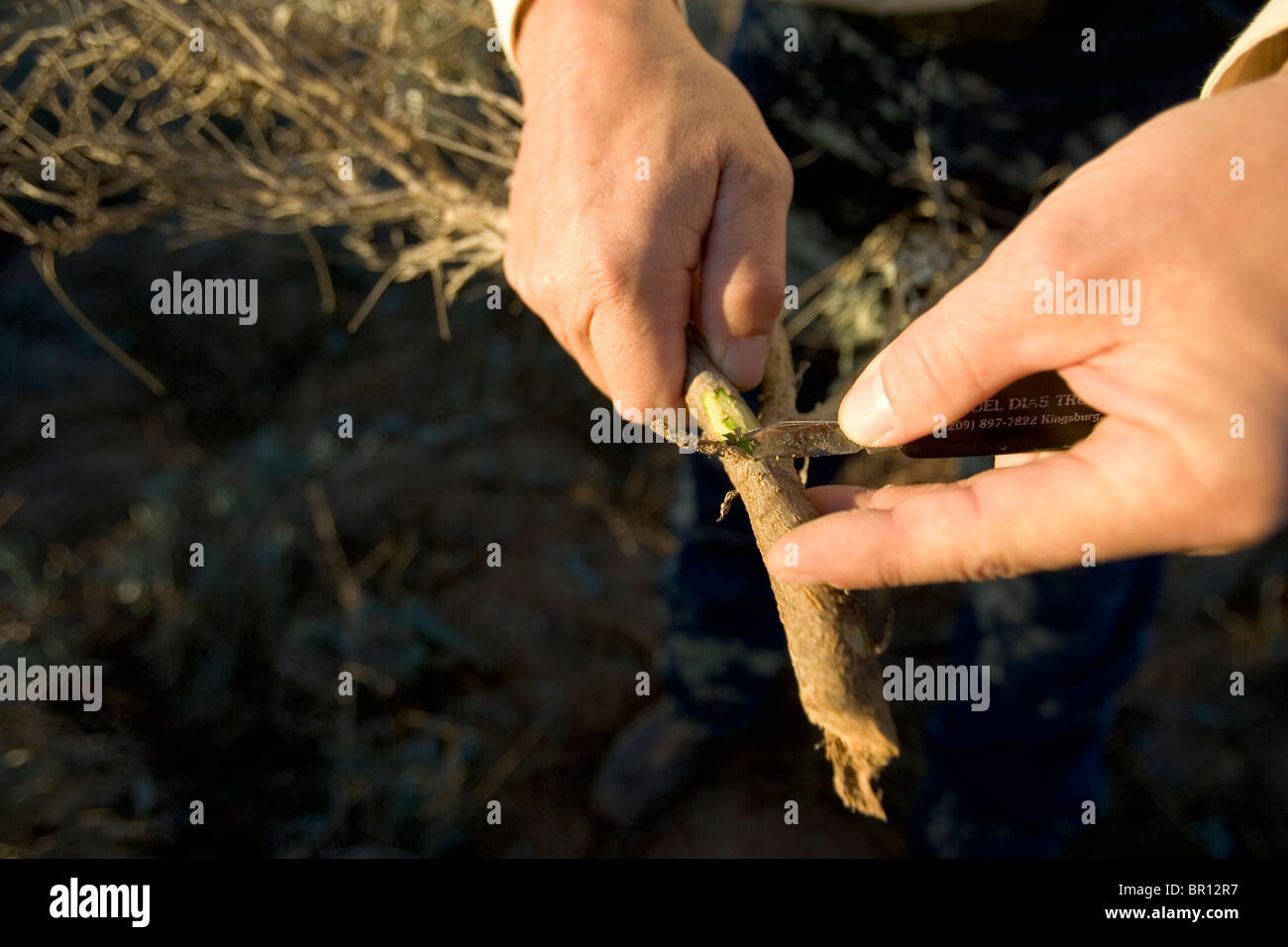 The bark form the guayule shrub contains latex rubber Stock Photo - Alamy
