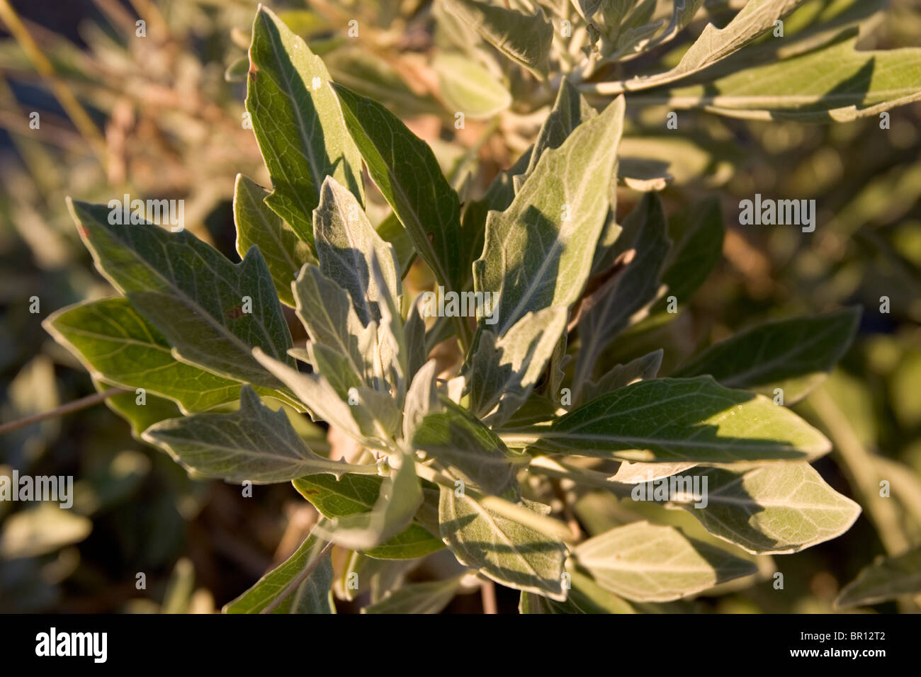 Guayule hi-res stock photography and images - Alamy