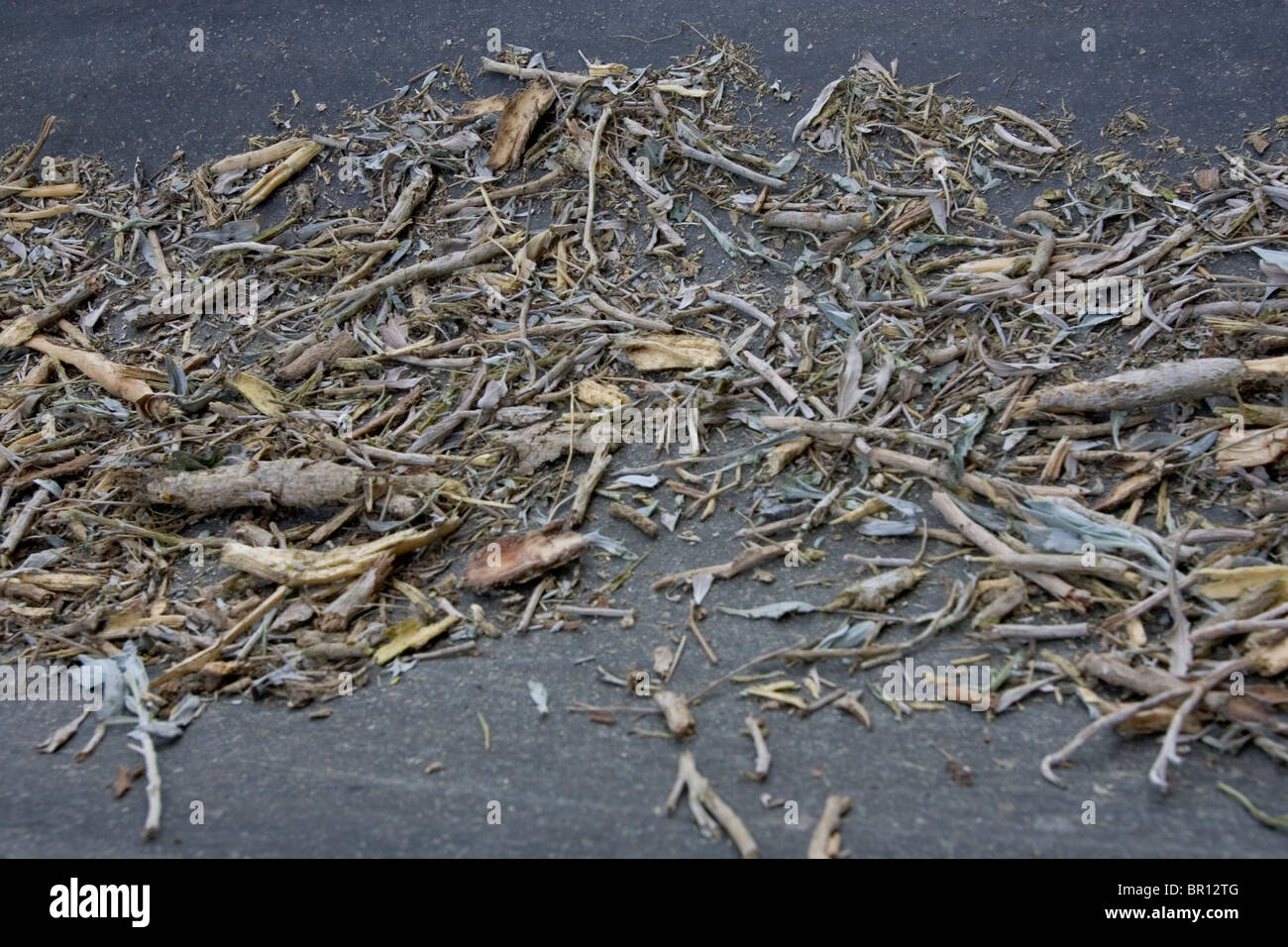 Guayule hi-res stock photography and images - Alamy