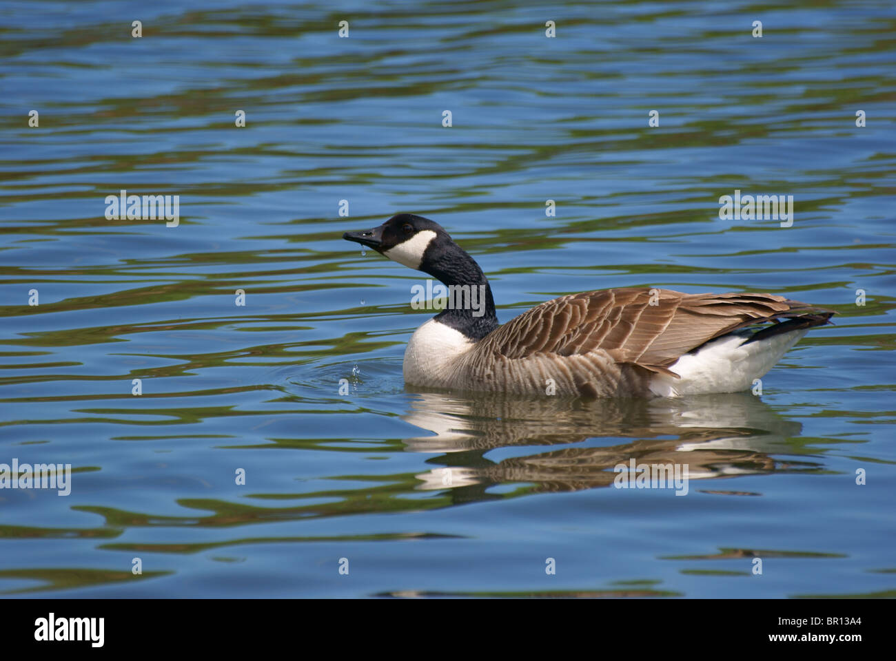 Geese drinking hi-res stock photography and images - Alamy