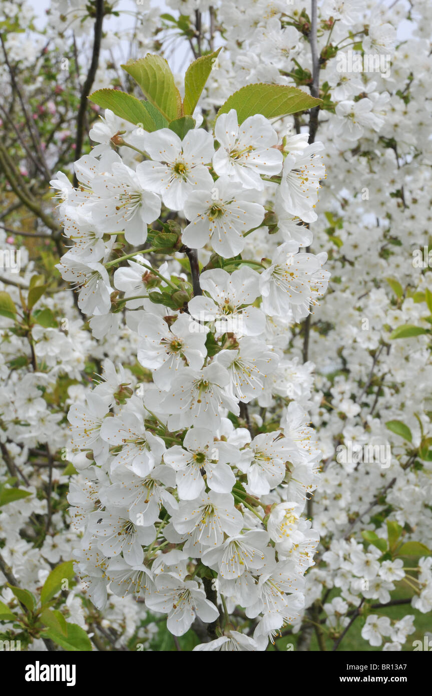 Morello Cherry Tree High Resolution Stock Photography and Images - Alamy