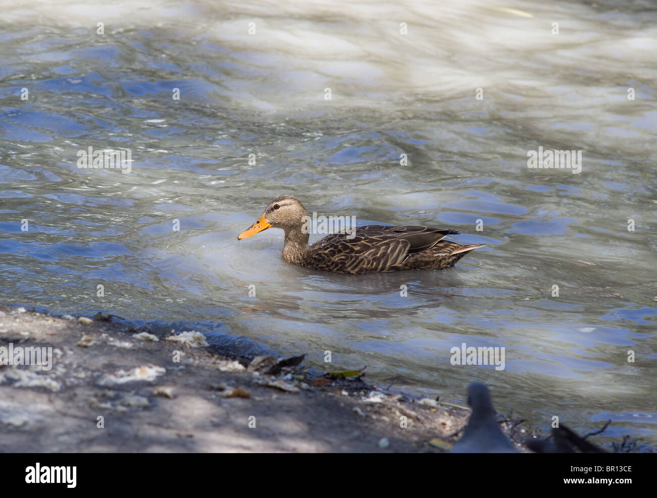 Wild female duck hi-res stock photography and images - Alamy