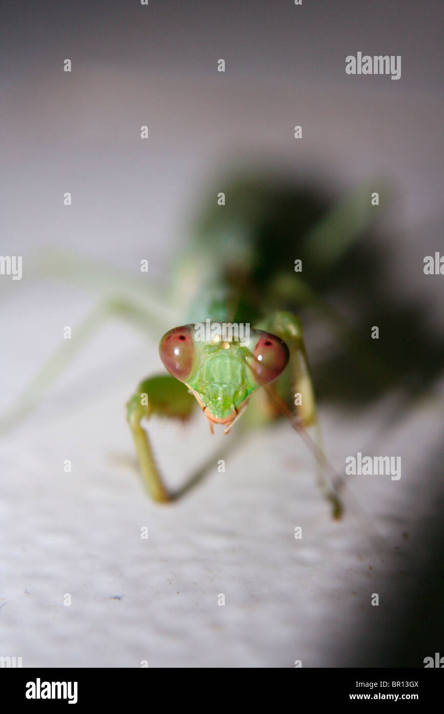 Green Praying Mantis (Hierodula membranacea) with red / brown eyes in ...