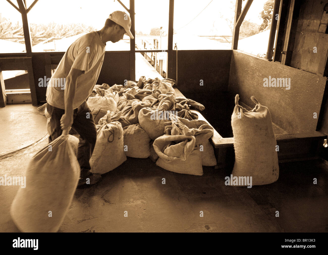 Dragging a bag of green coffee beans - monochrome. A worker drags a ...