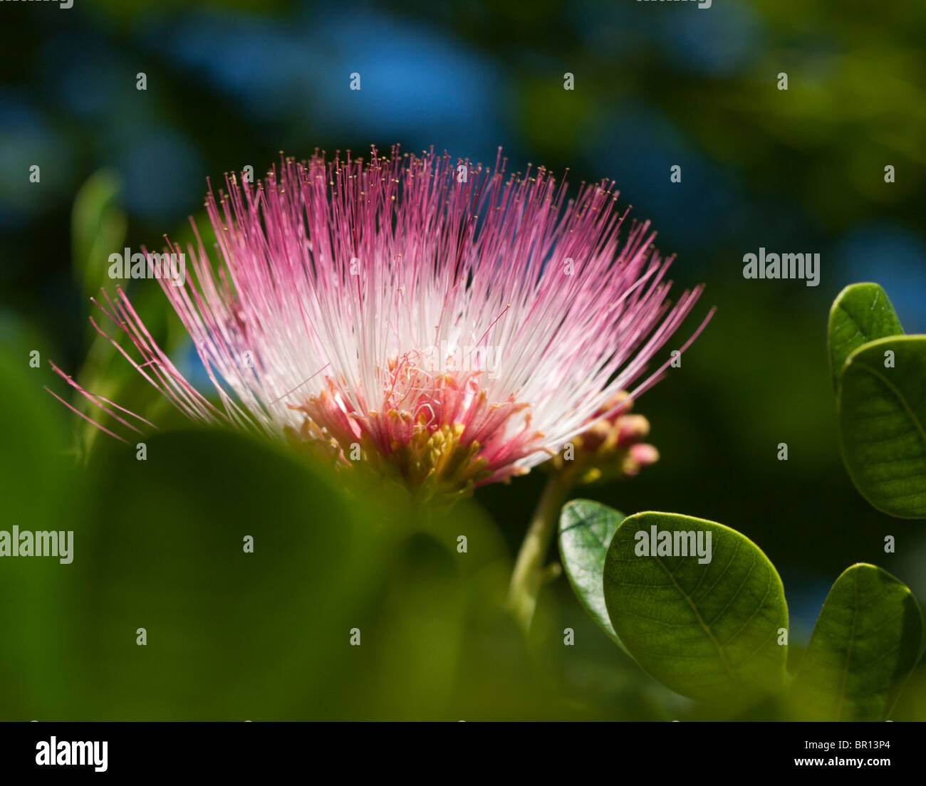 Closeup of a Pink ohia lehua flower. The Hawaiian Ohia flower is sacred ...
