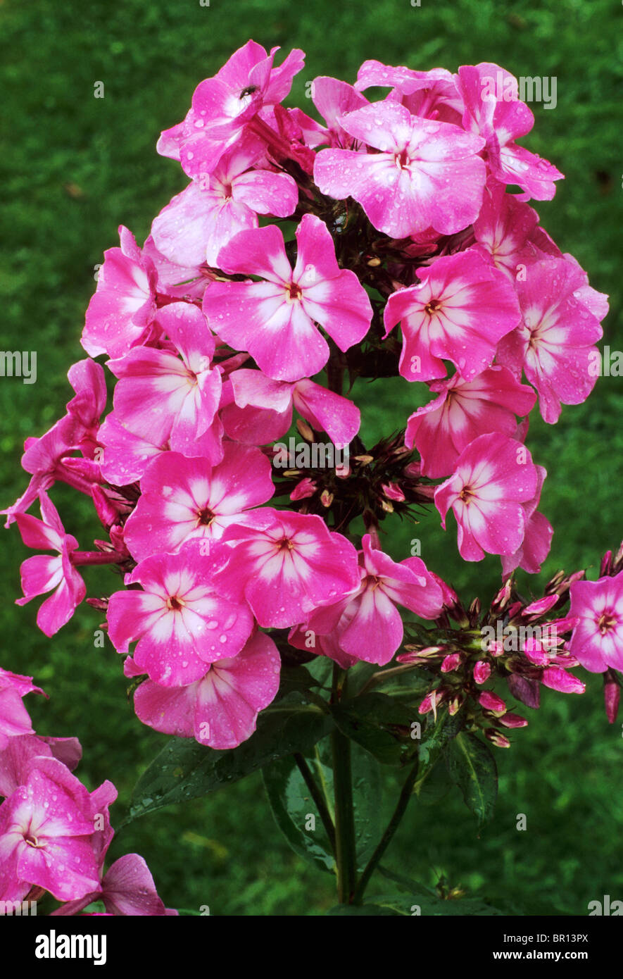 Phlox paniculata 'Pink Eye Flame' red pink flower flowers garden plant ...
