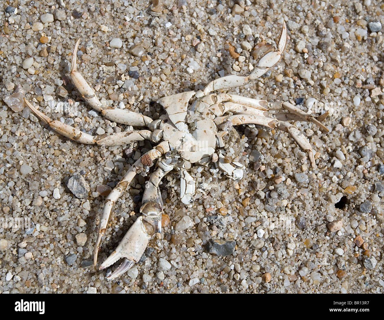 Skeleton crab hi-res stock photography and images - Alamy