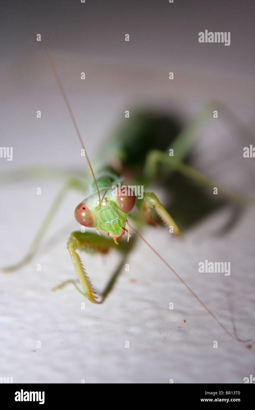 Giant indian praying mantis hi-res stock photography and images - Alamy