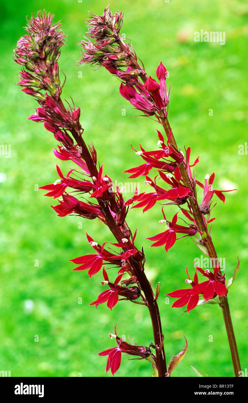 Lobelia x speciosa 'Sparkling Ruby' dark red flower flowers garden ...