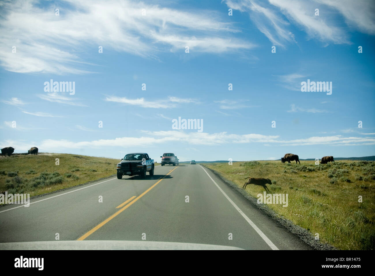 Buffalo inside yellowstone national hi-res stock photography and images ...