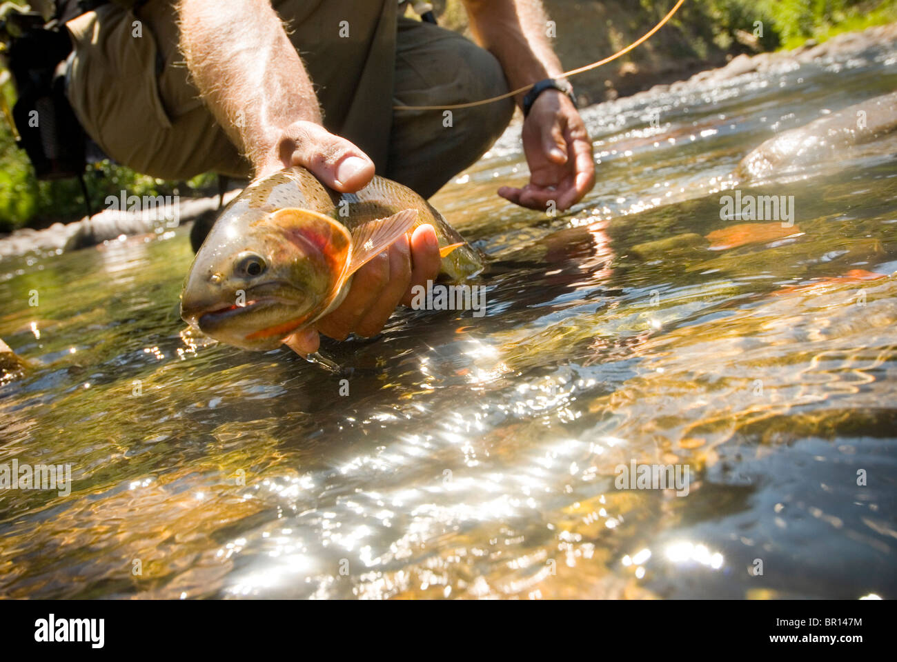 Yellowstone cutthroat trout hi-res stock photography and images - Alamy