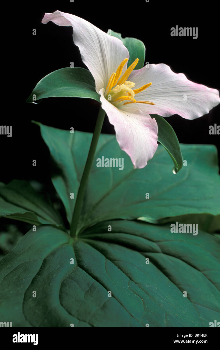 Trillium flower hi-res stock photography and images - Alamy