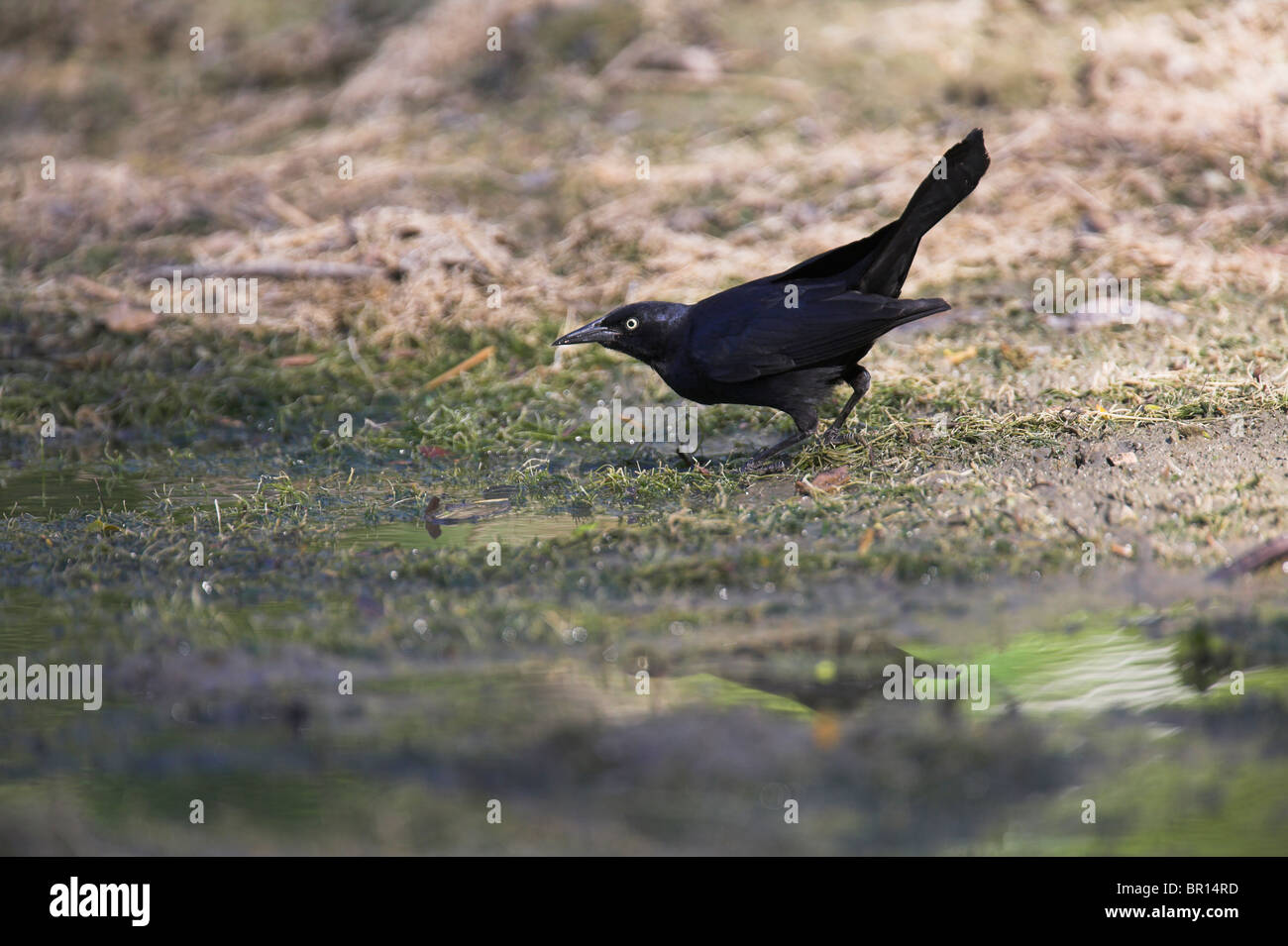 Greater grackle hi-res stock photography and images - Alamy