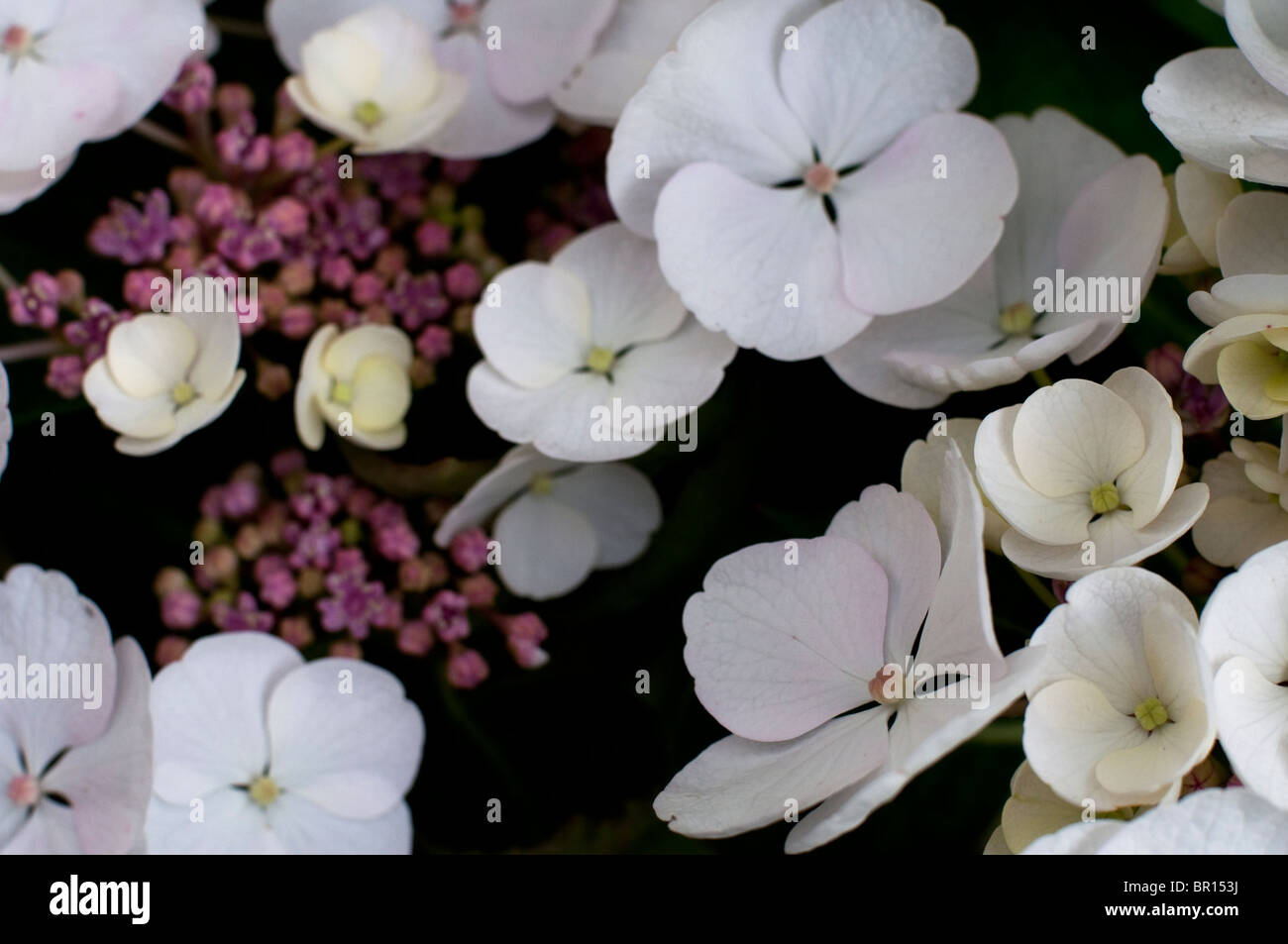 Hydrangea flower buds hi-res stock photography and images - Alamy