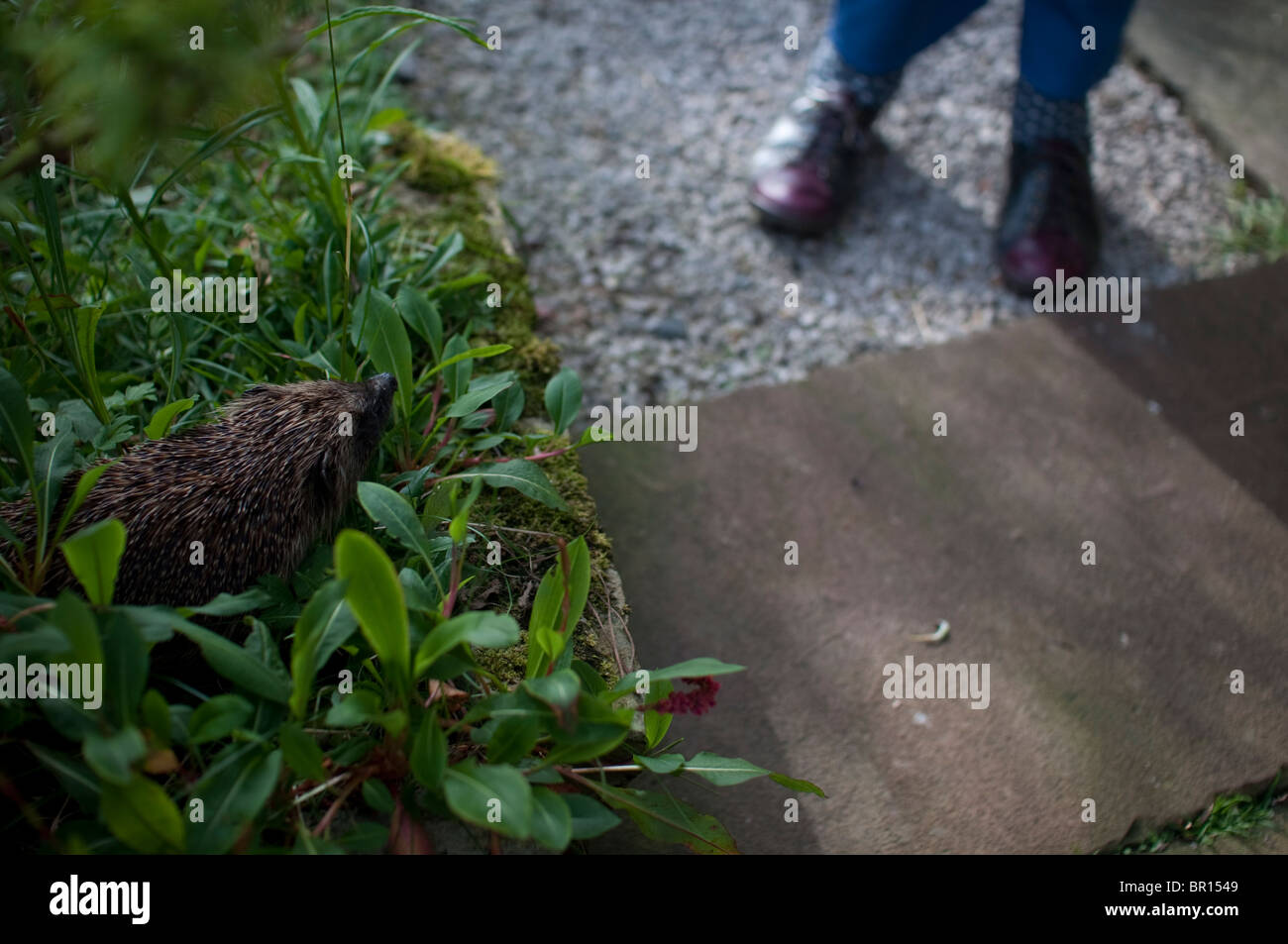 Hedgehog Garden Stock Photos & Hedgehog Garden Stock Images - Alamy