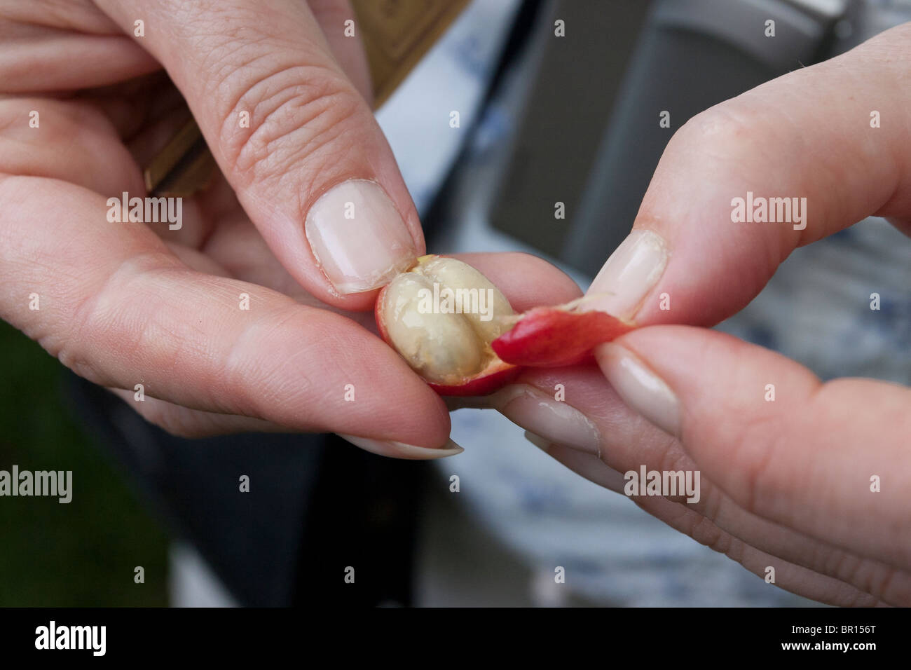 Removing the skin to reveal the green coffee bean inside. A woman peels ...