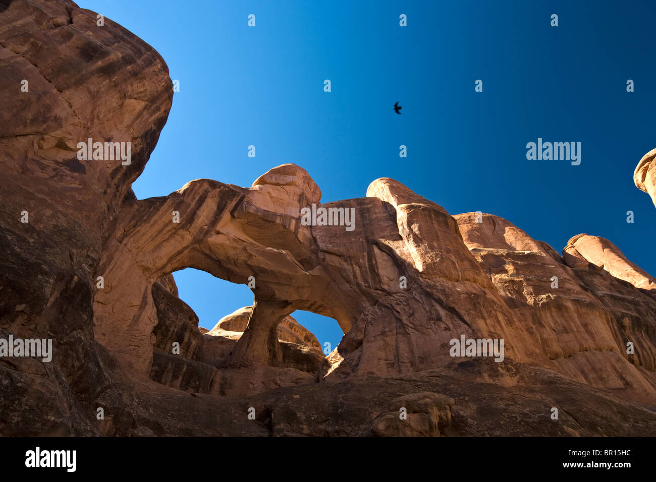 A bird flying above double arch, Arches National Park, Moab, Utah Stock ...