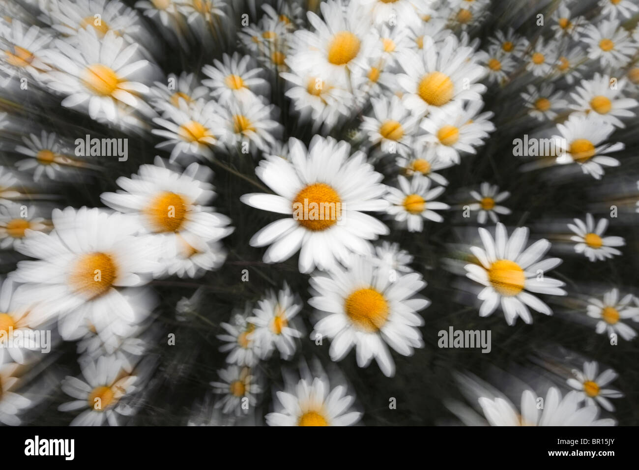 Daisey daisy flower flowers hi-res stock photography and images - Alamy