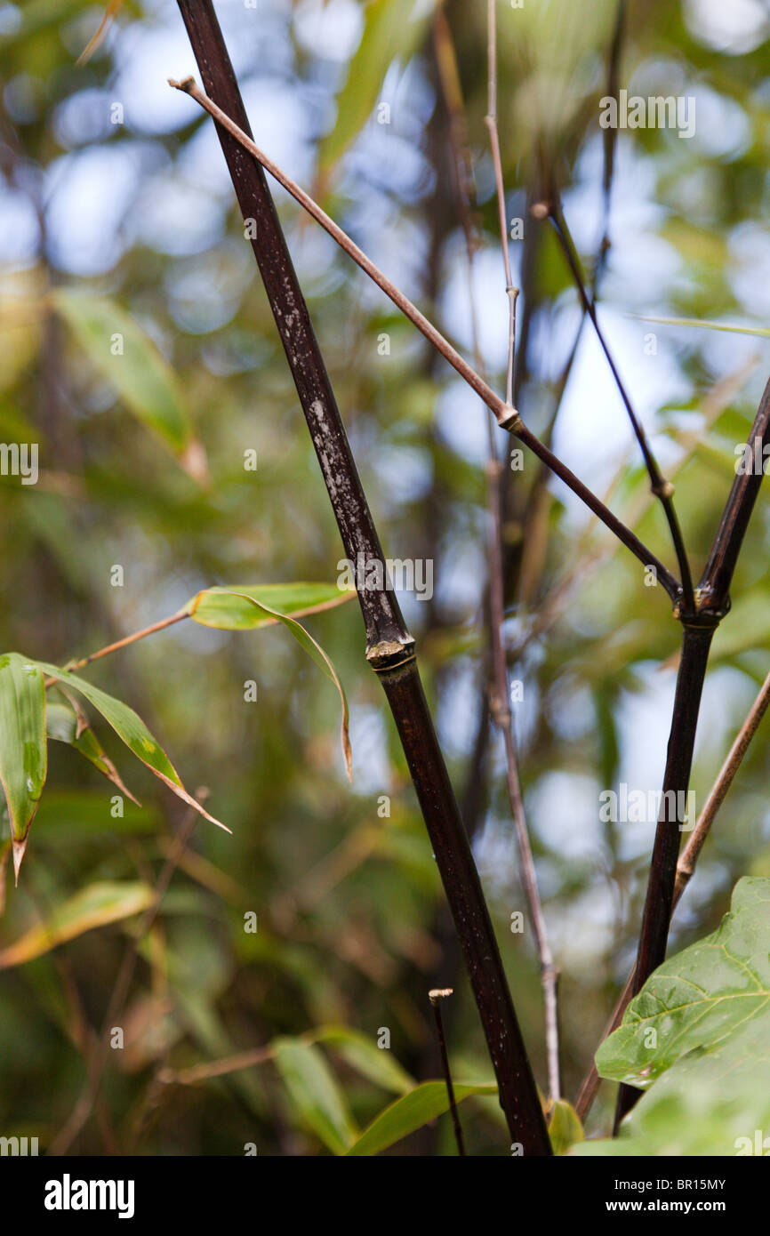 Black bamboo hi-res stock photography and images - Alamy