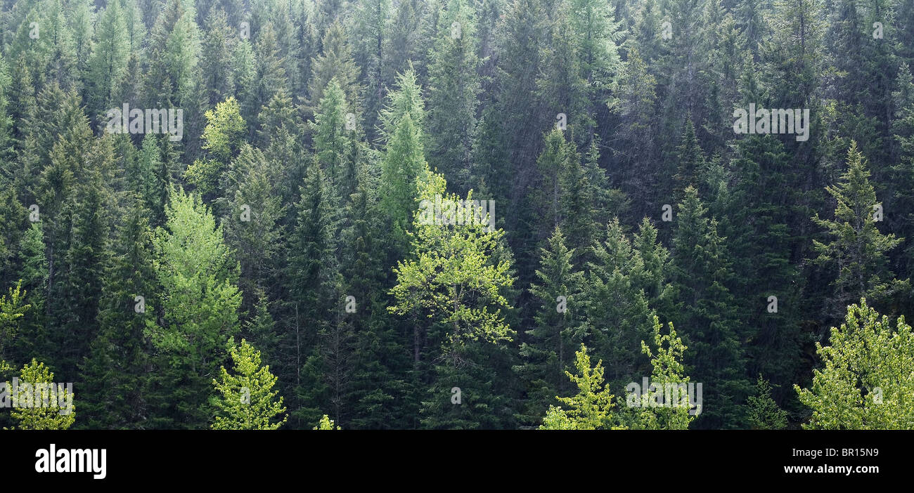 Springrain hi-res stock photography and images - Alamy