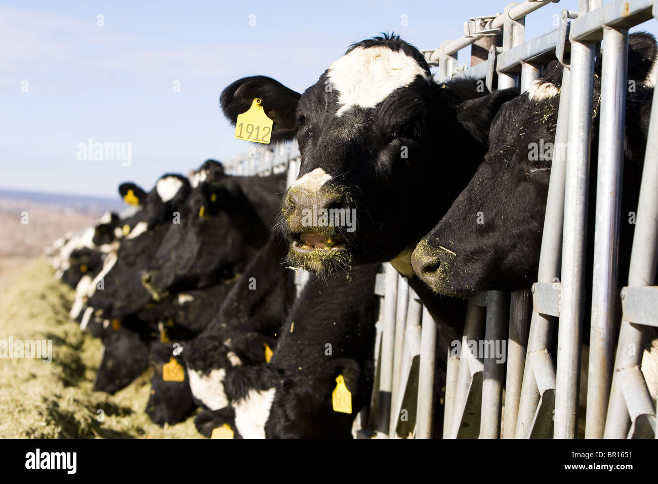 Cows in cattle yard, Colorado Stock Photo - Alamy