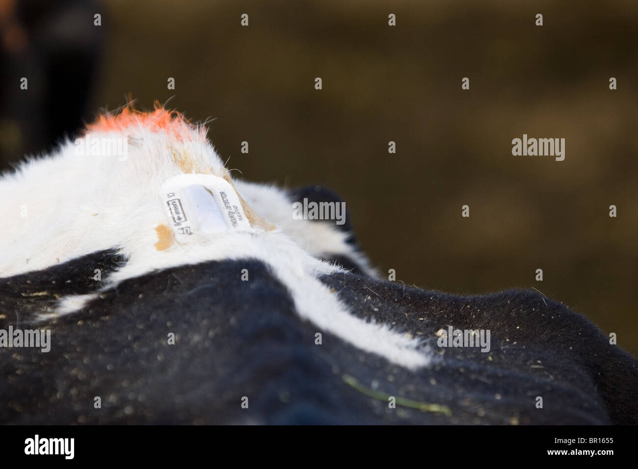 Hormones In Cattle High Resolution Stock Photography and Images - Alamy